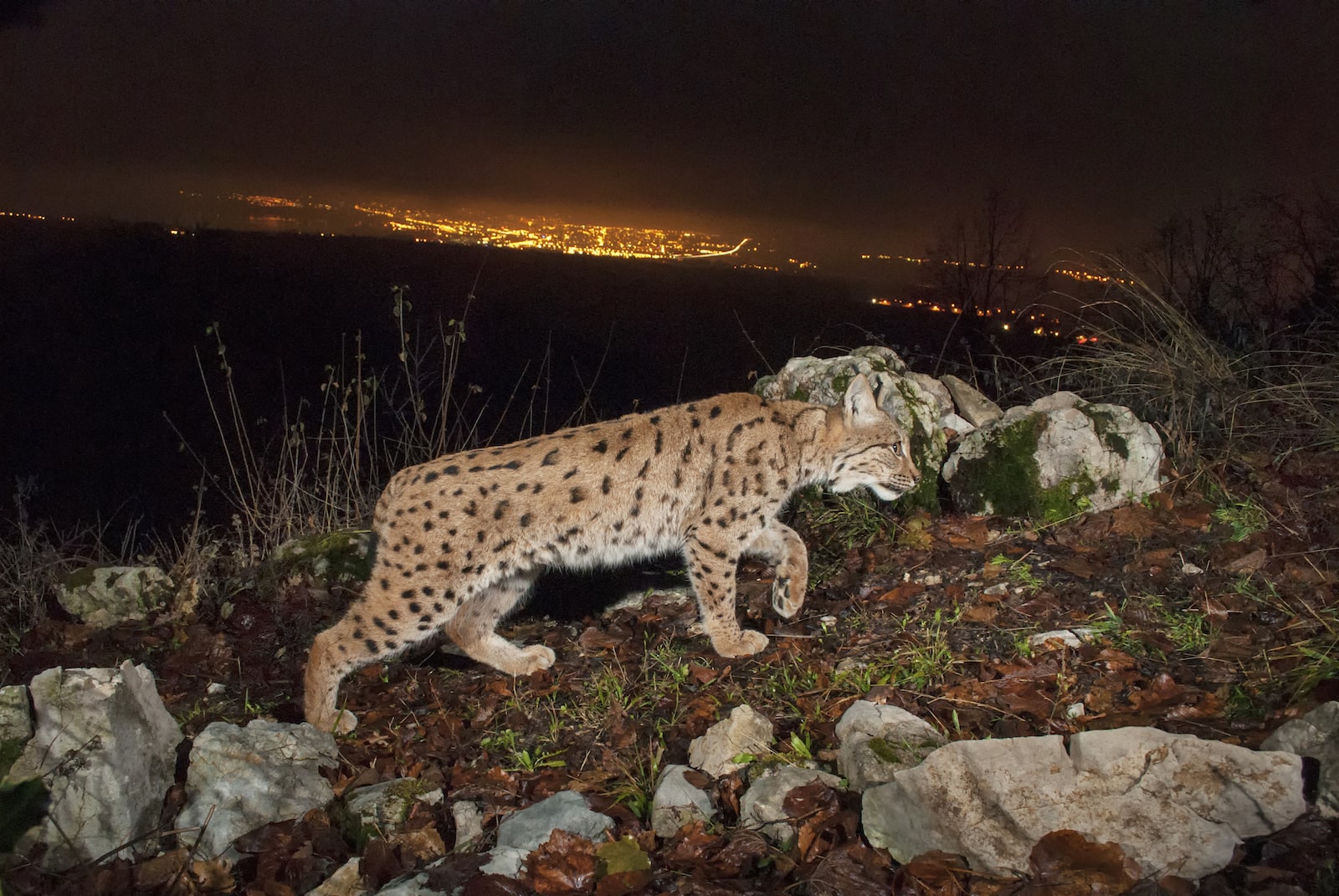 Should lynx be reintroduced to Scotland? Dr David Hetherington on the ...