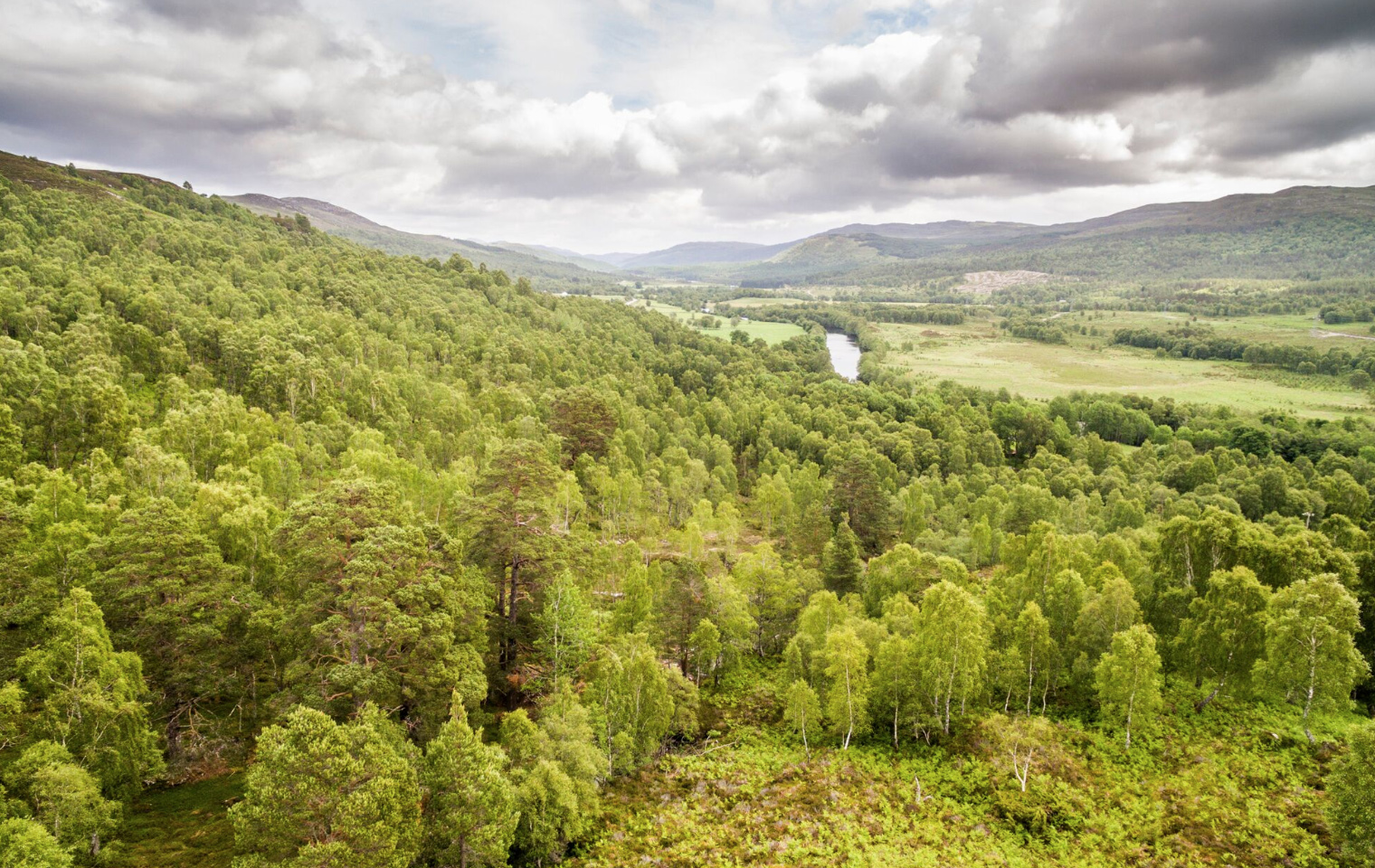 How Rewilding Projects are Reshaping our Uplands | TGO Magazine