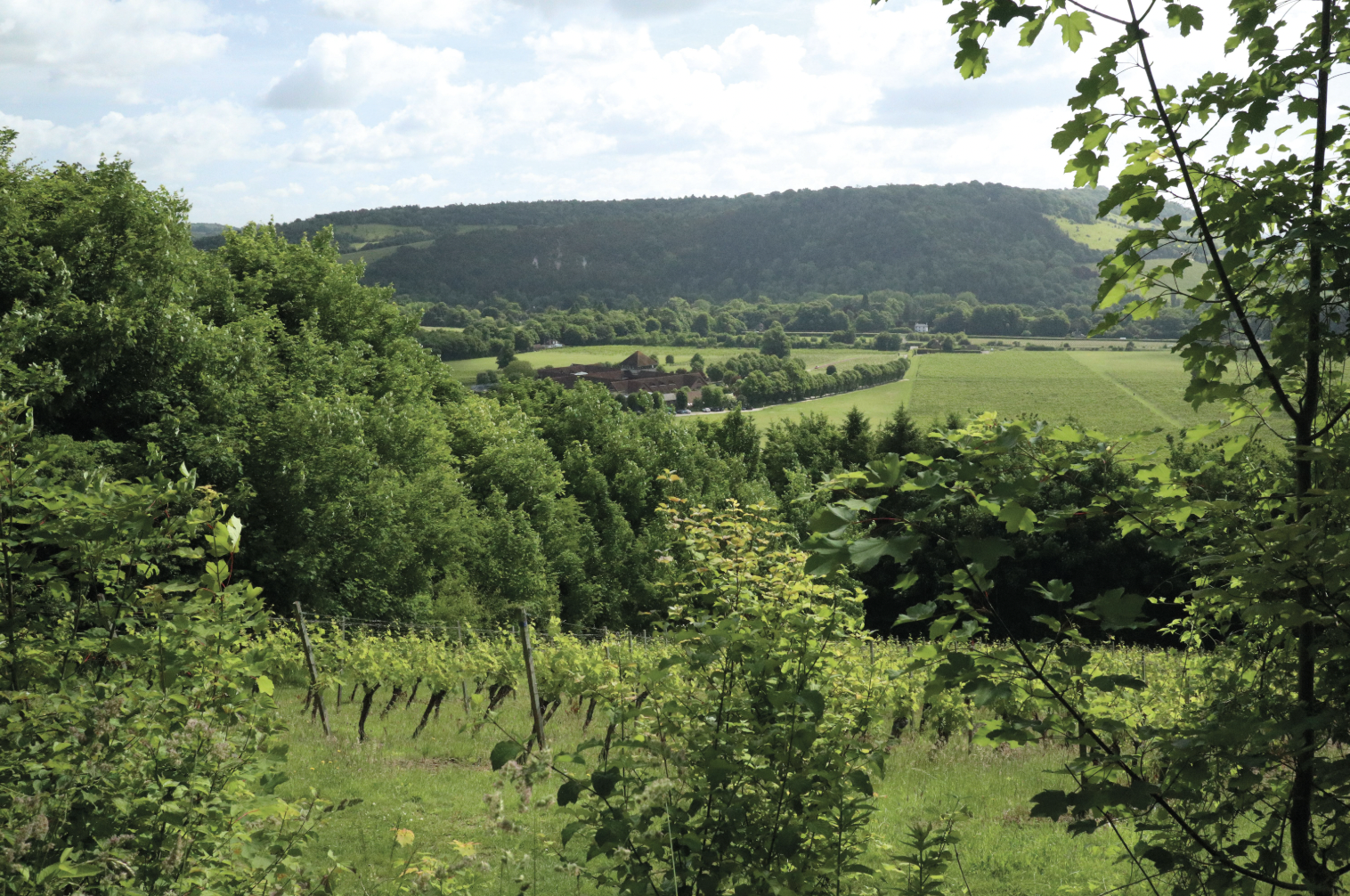 Box Hill via the North Downs Way: route guide | TGO Magazine