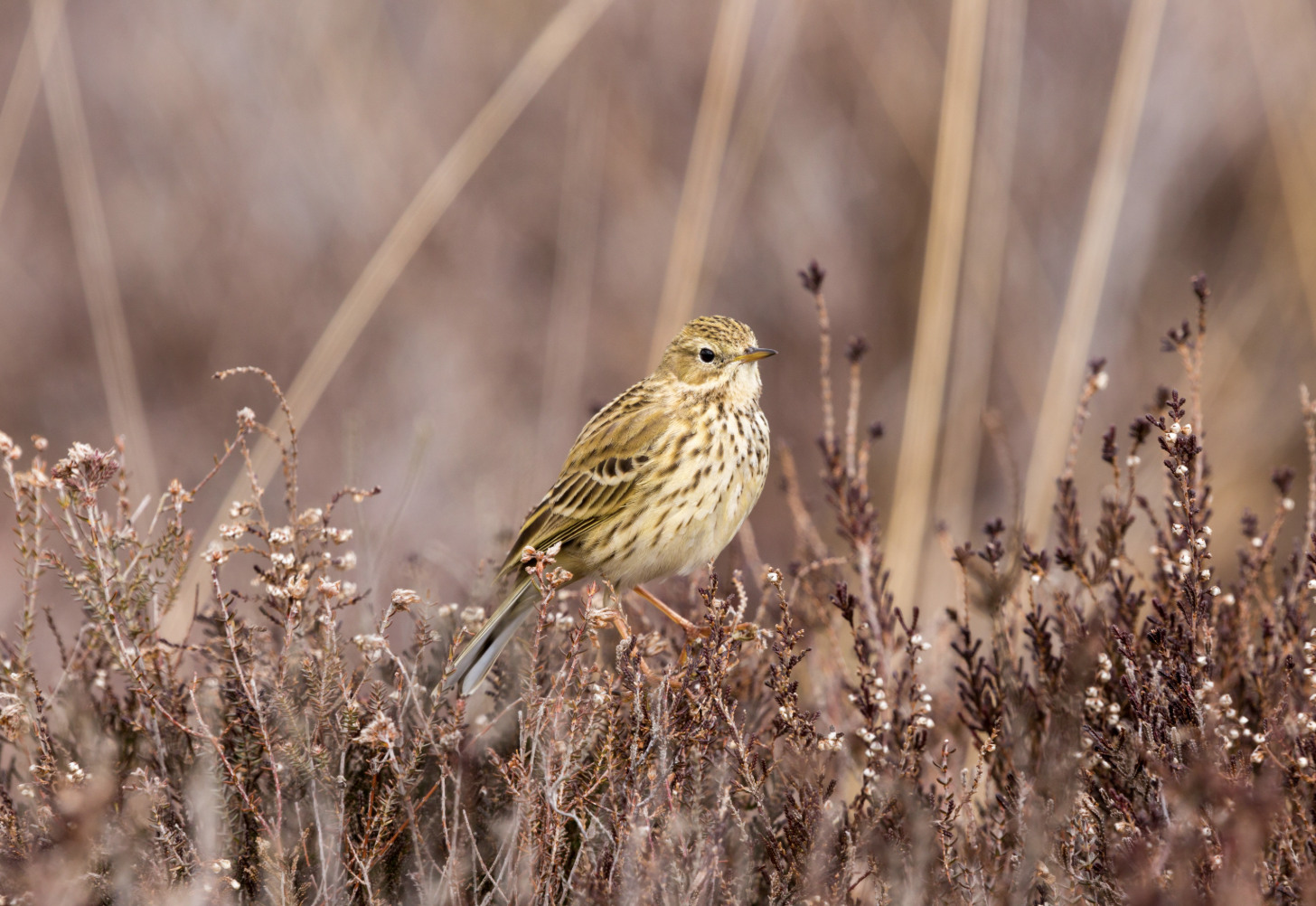 On the Lookout: meadow pipit | TGO Magazine